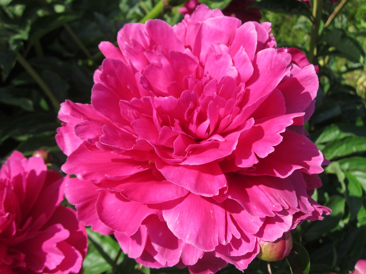 Spring on the Homestead – Farm Girl Homesteading