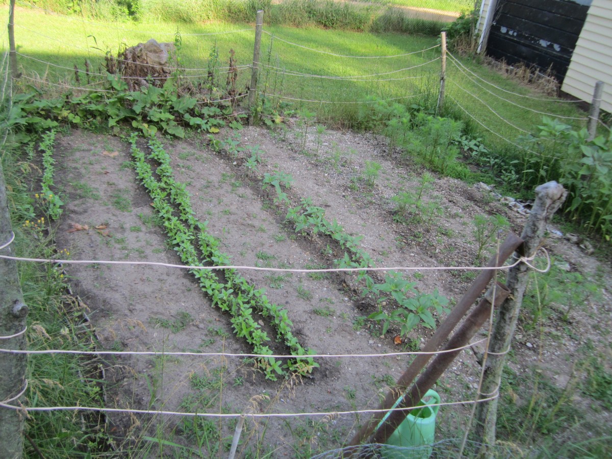 Garden Update – Farm Girl Homesteading