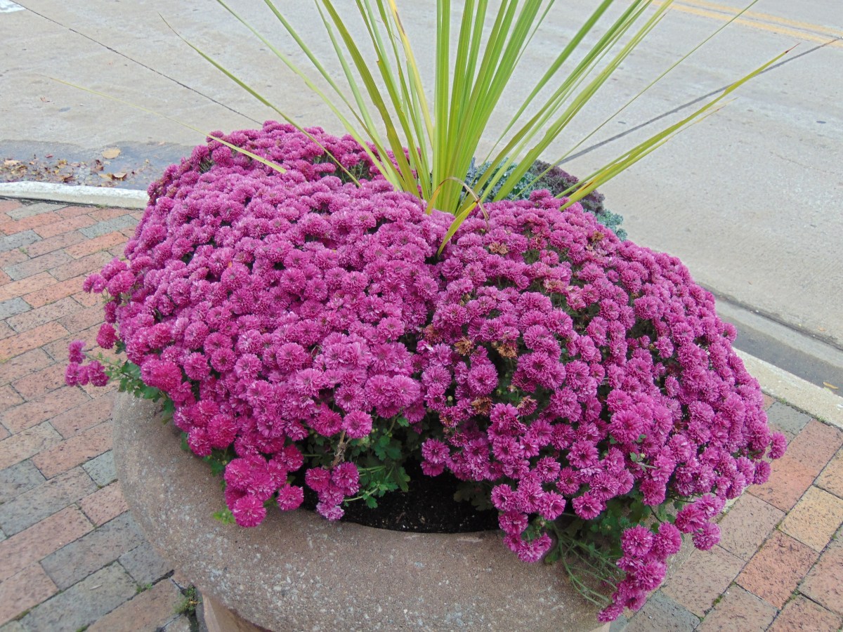 6 Ways To Homestead In The City – Farm Girl Homesteading